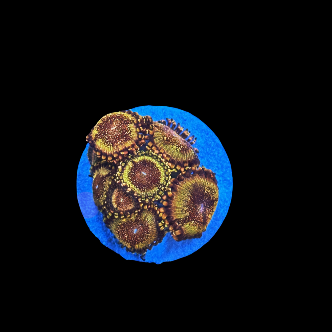 ZOANTHIDS – Williamson's Reef