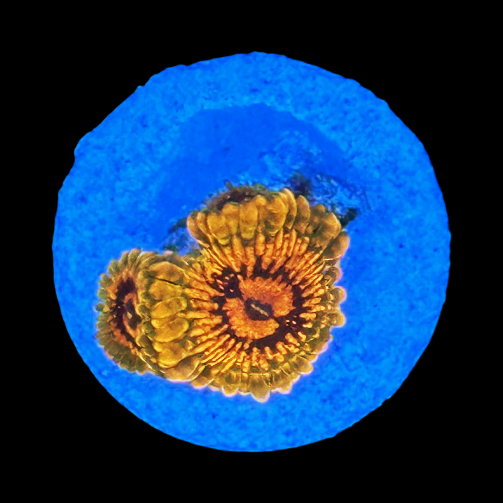 ZOANTHIDS – Williamson's Reef