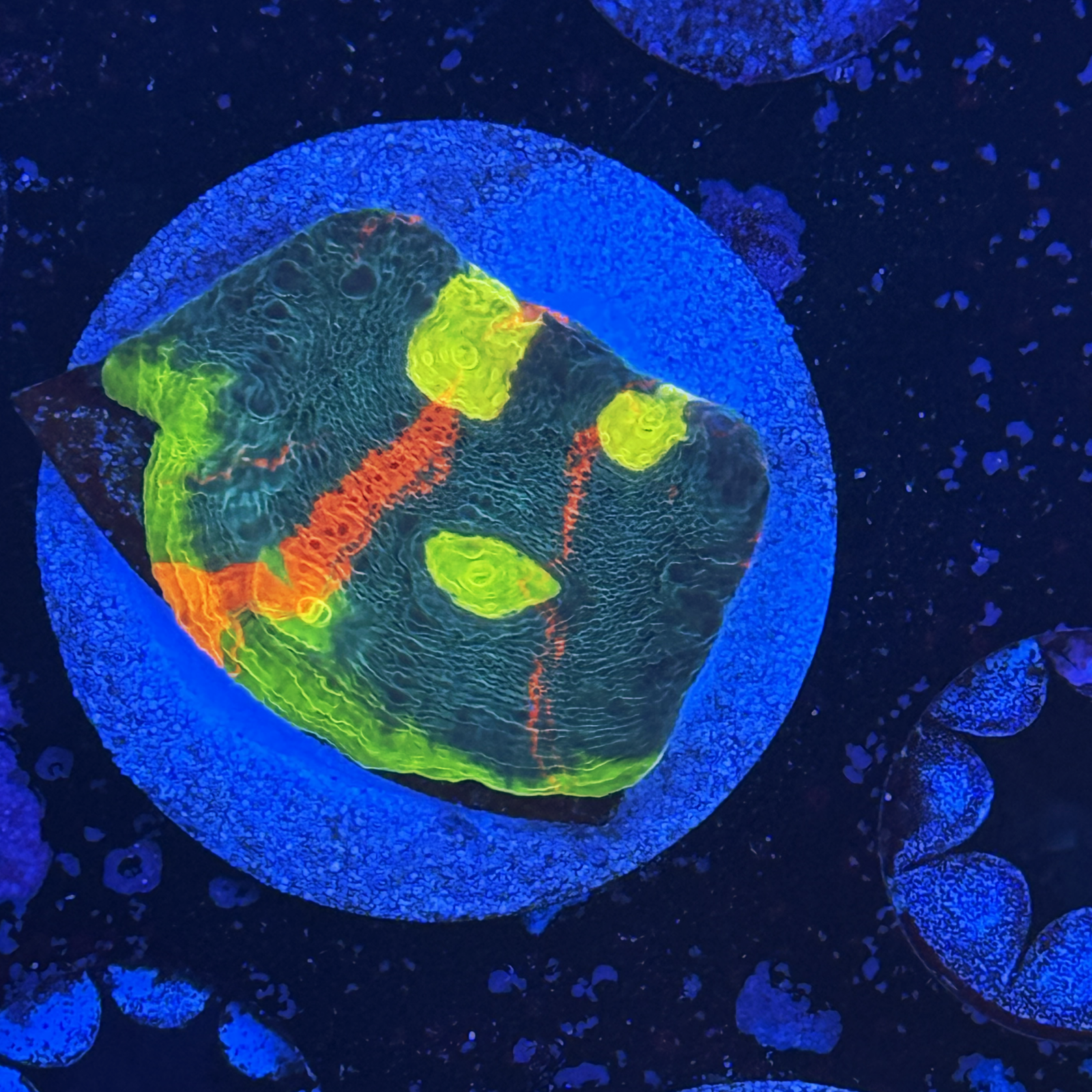 Flaming Bugatti Chalice XL - On A Large Plug – Williamson's Reef
