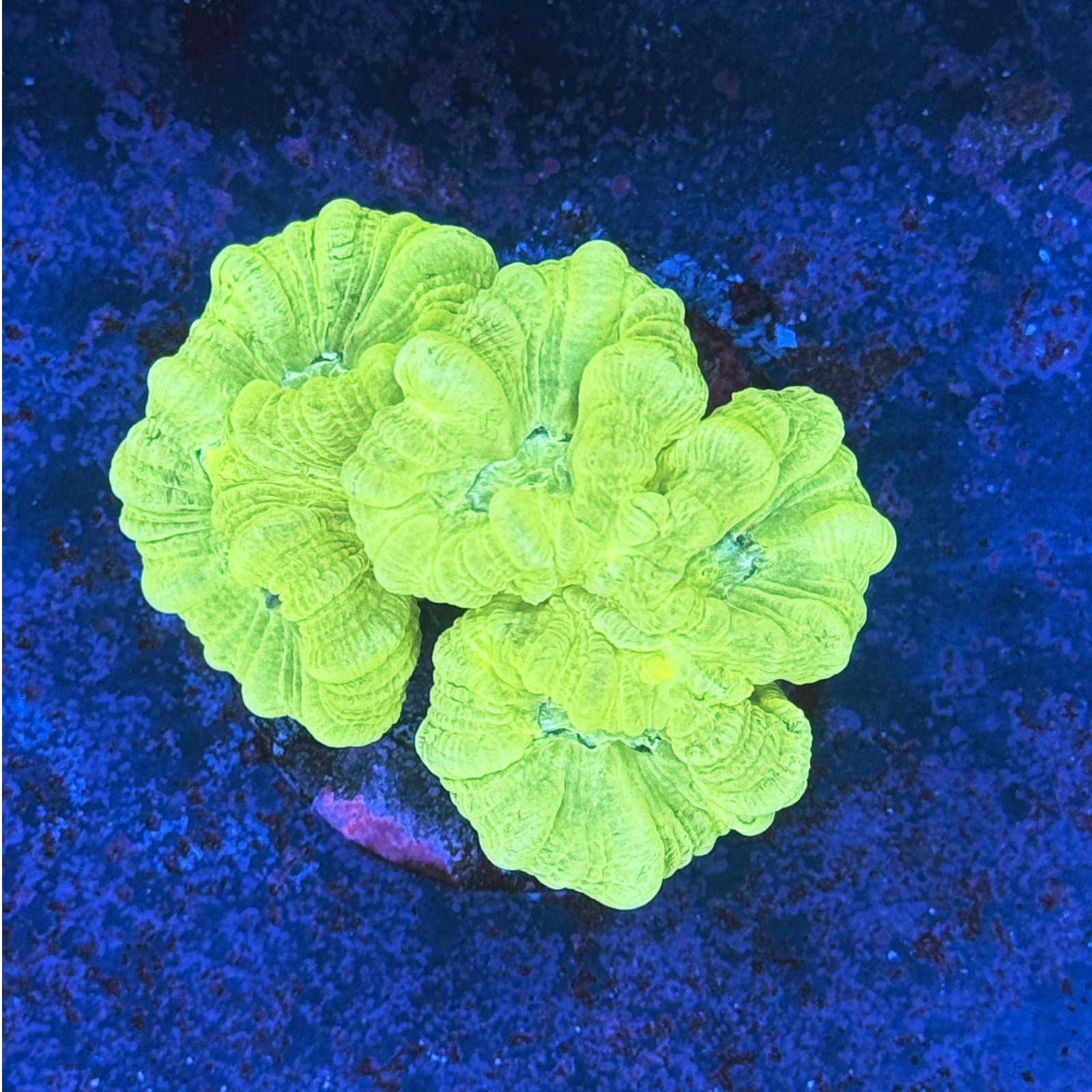 Kryptonite Candy Cane – Williamson's Reef