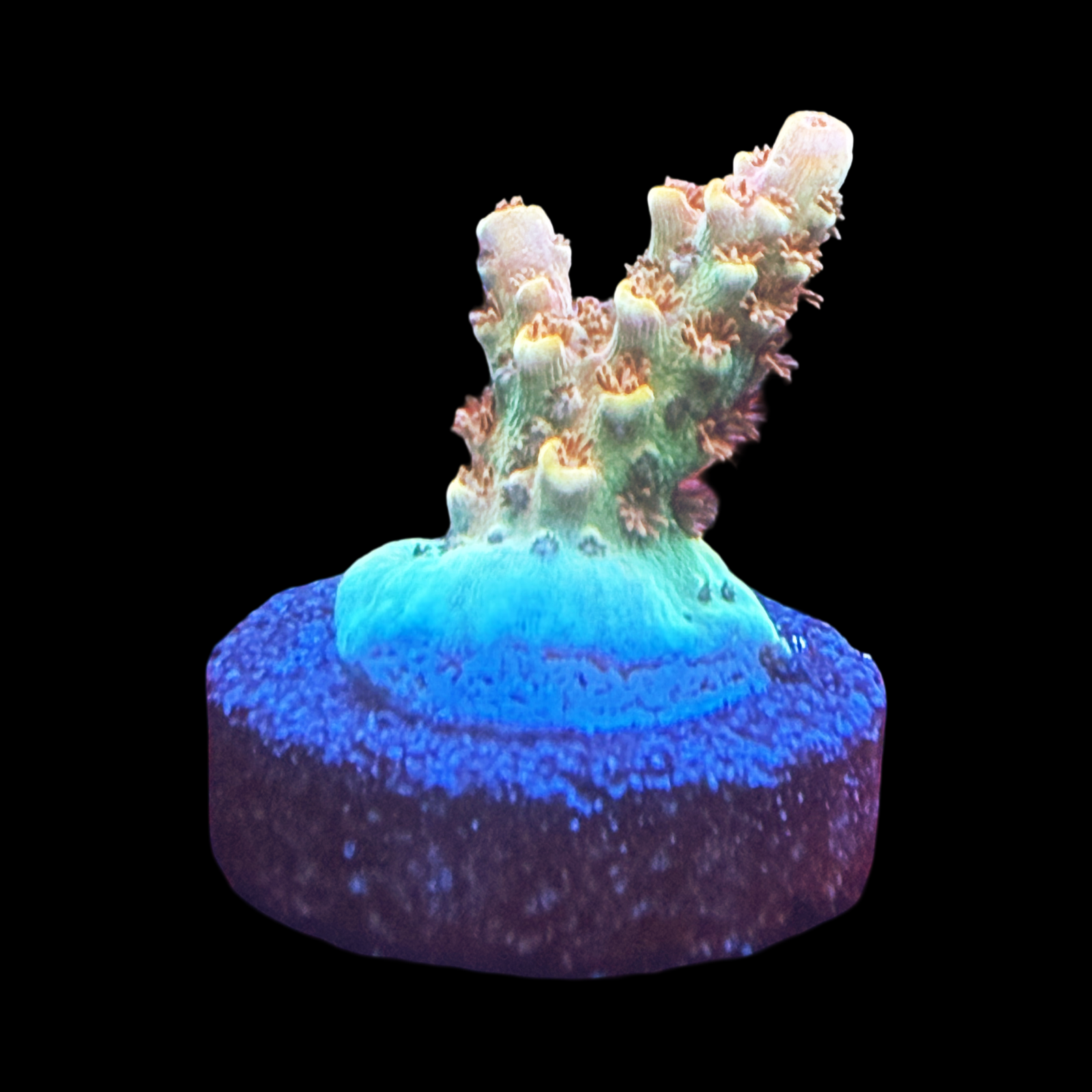 BC Aquatic Man Table small – Williamson's Reef