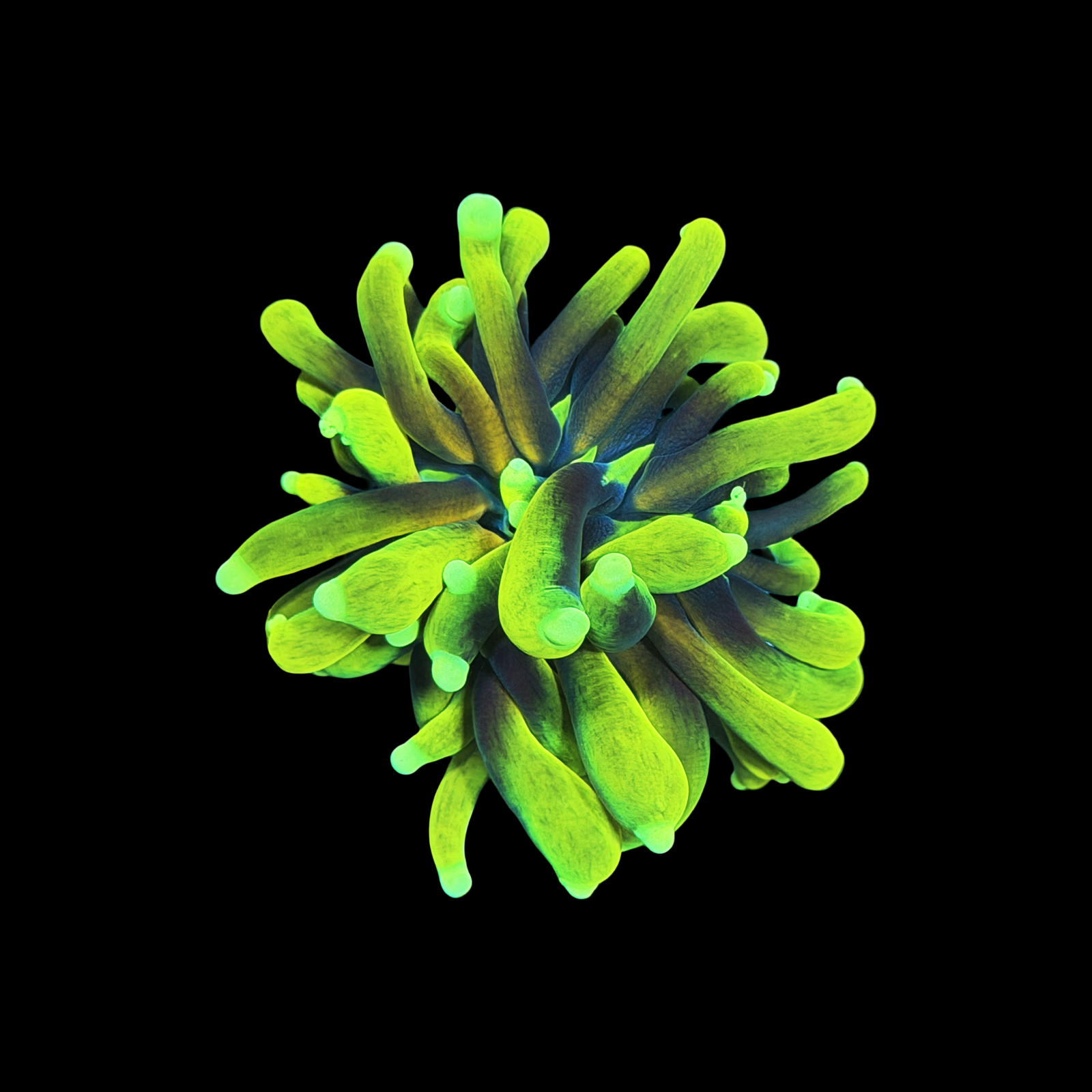 Dragon Soul Torch – Williamson's Reef