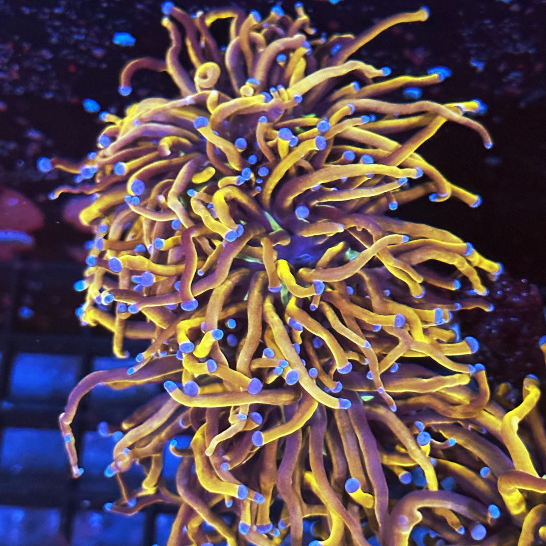 LPS – Williamson's Reef